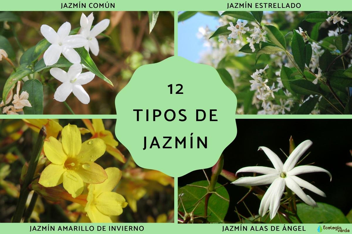 Qué diferencias existen entre el jazmín del país y el jazmín chino